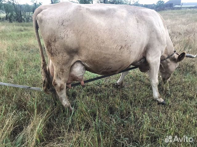 Продам дойную корову