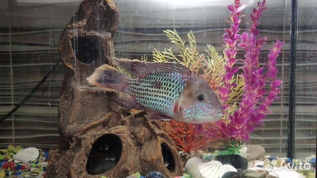 Аквариум 50 литров + аксессуары + рыбы