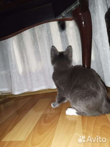 Кошки в добрые руки бесплатно