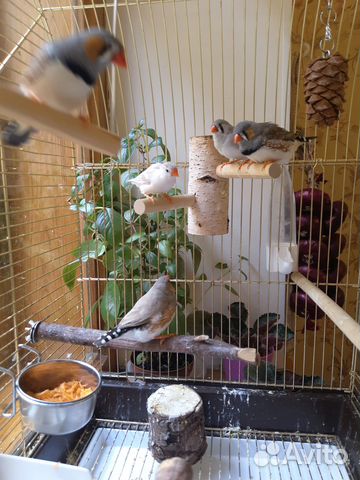 Зебровые Амадины