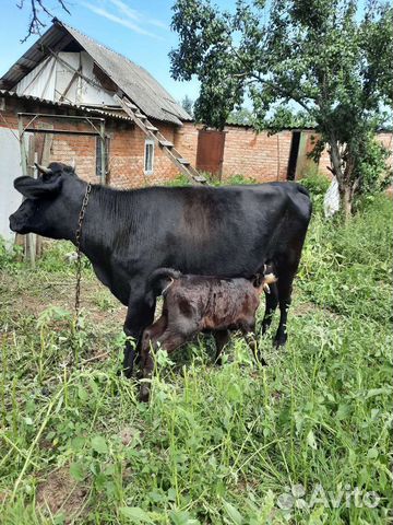Корова дойная с теленком