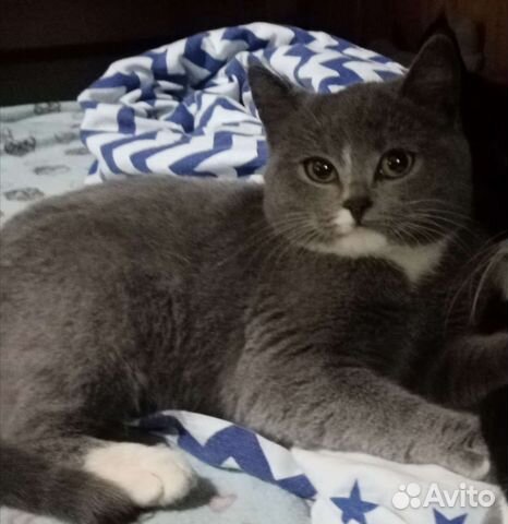 Потерялась кошечка