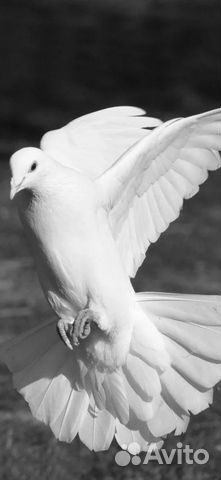 Голуби на свадьбу, венчание, корпоратив, праздник