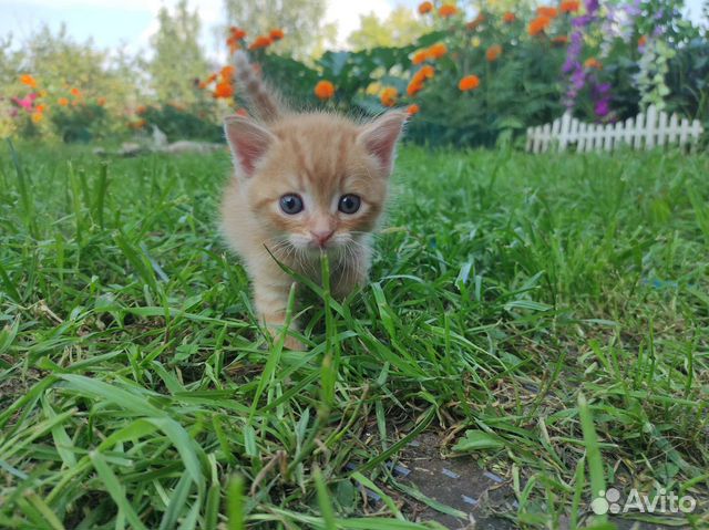 Котенок мальчик в добрые руки