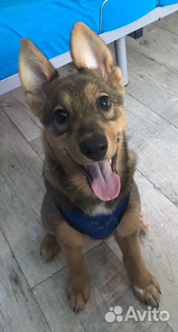 Девочка в квартиру