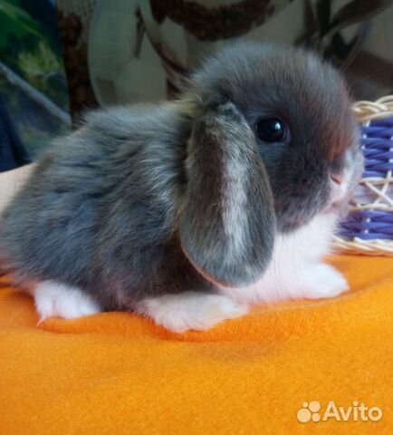 Миники шоу класса (привиты) 1,5 месяца