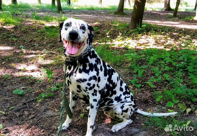 Далматинец в добрые руки