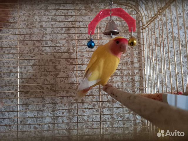 Пара неразлучников и пара волнистиков