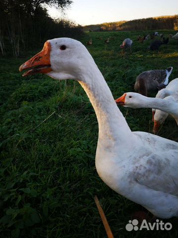 Гусаки Линда на племя