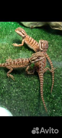 Бородатая агама малыши
