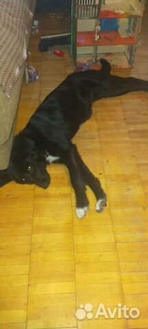 Отдам в добрые руки