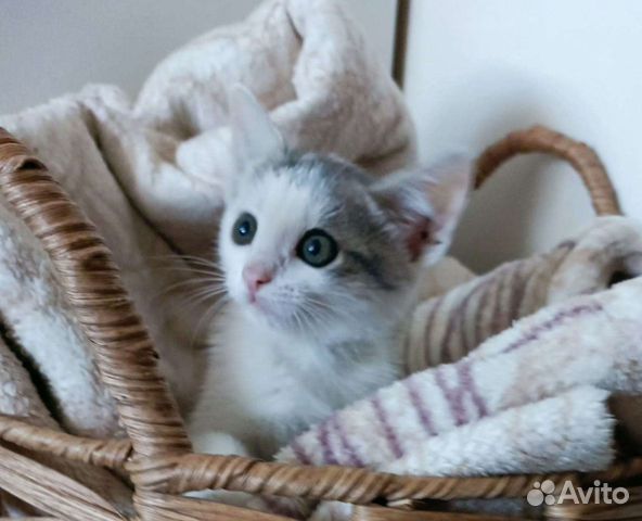 Месячный котёнок ищет хозяев