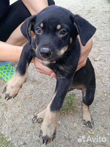 Щенки в добрые руки