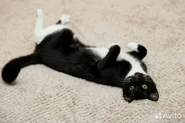 Котенок кошка в дар, 8 мес