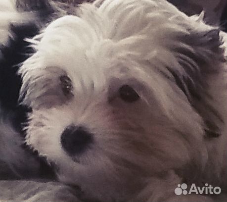 Бивер девочка