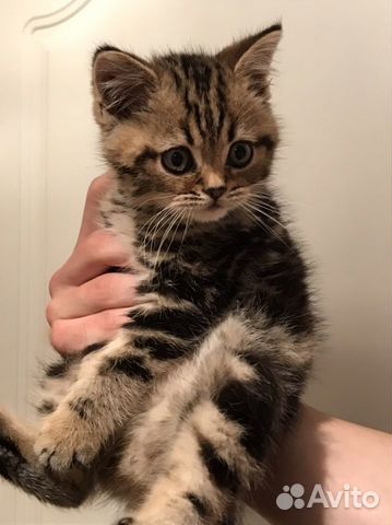 Британский котёнок