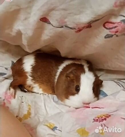 Морская свинка крестед с клеткой