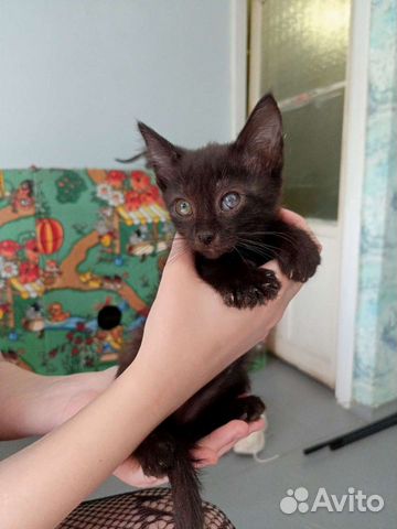 Котенок в добрые руки