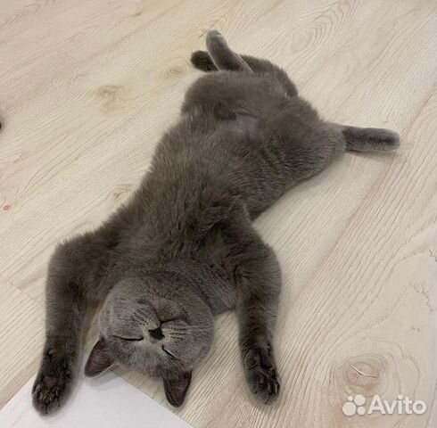 Кошка британка в дар