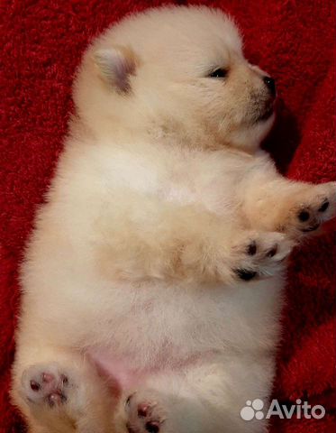 Щпицидетки