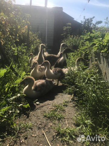 Утята гусята