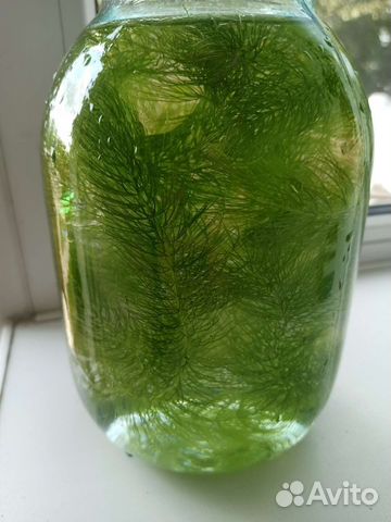 Роголистник