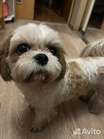 Собака ши-тцу в добрые руки