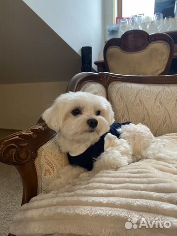 Мальчик мальтезе для вязки