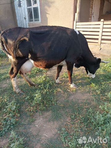 Молочная корова с теленком