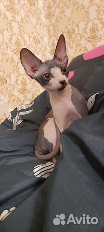 Лапочка