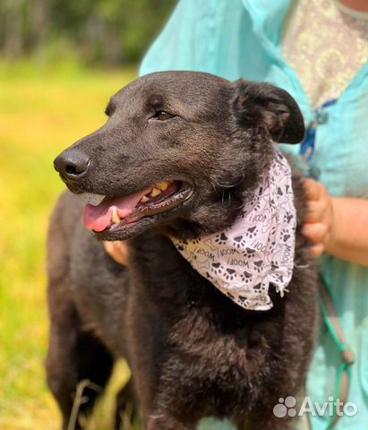 Добрый пес хочет домой