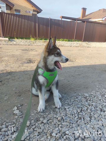 Собаки бесплатно в добрые руки щенки