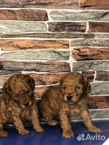 Щенки той пуделя