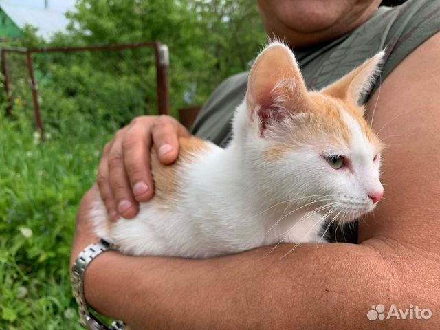 Рыжий котёнок в добрые руки