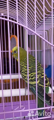 Попугай с клеткой