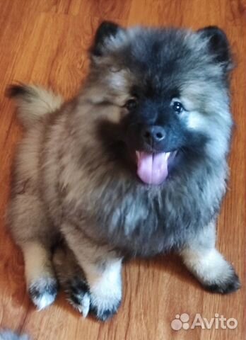 Щенок/Немецкий шпиц/Кеесхонд