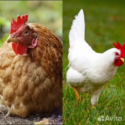 Куры несушки опт и розн