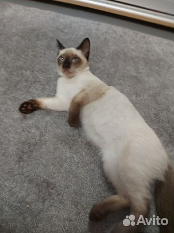 Кошечка 4.5 месяца