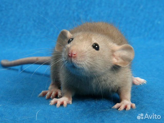 Крыменыш Дамбо девочка