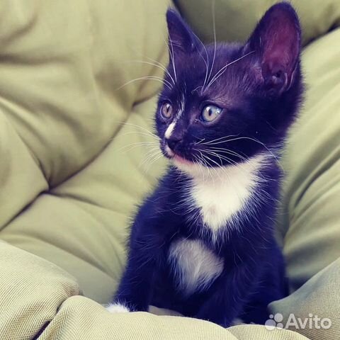 Котята