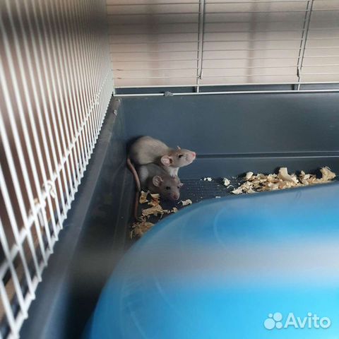 Крысы Дамбо девочки