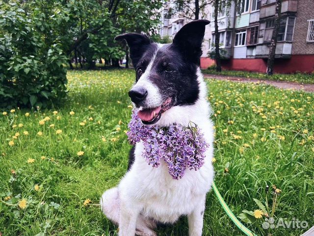 Прелестная Луша