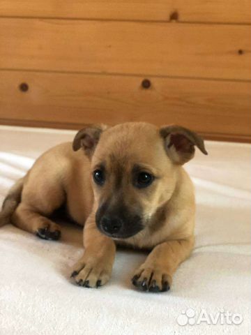 Щенок в добрые руки