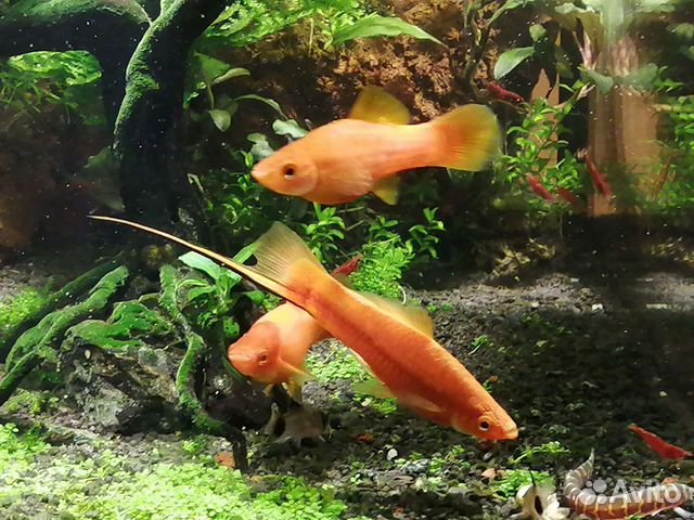 Рыбки меченосцы