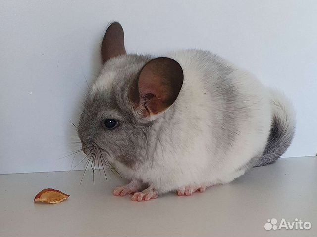 Шиншилленок девочка бб нф 2 мес