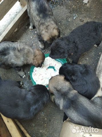 Щенки бесплатно