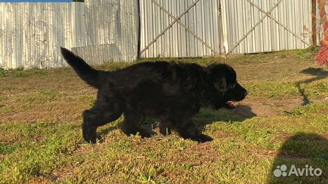 Щенки немецкой овчарки длинношерстной