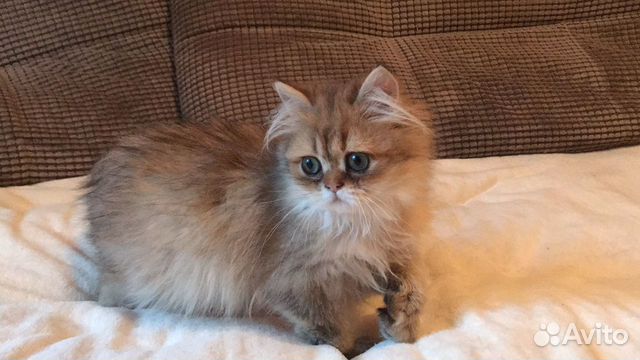 Ласковый котик