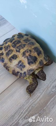 Черепаха сухопутная