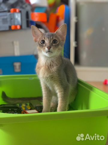 Абиссинская